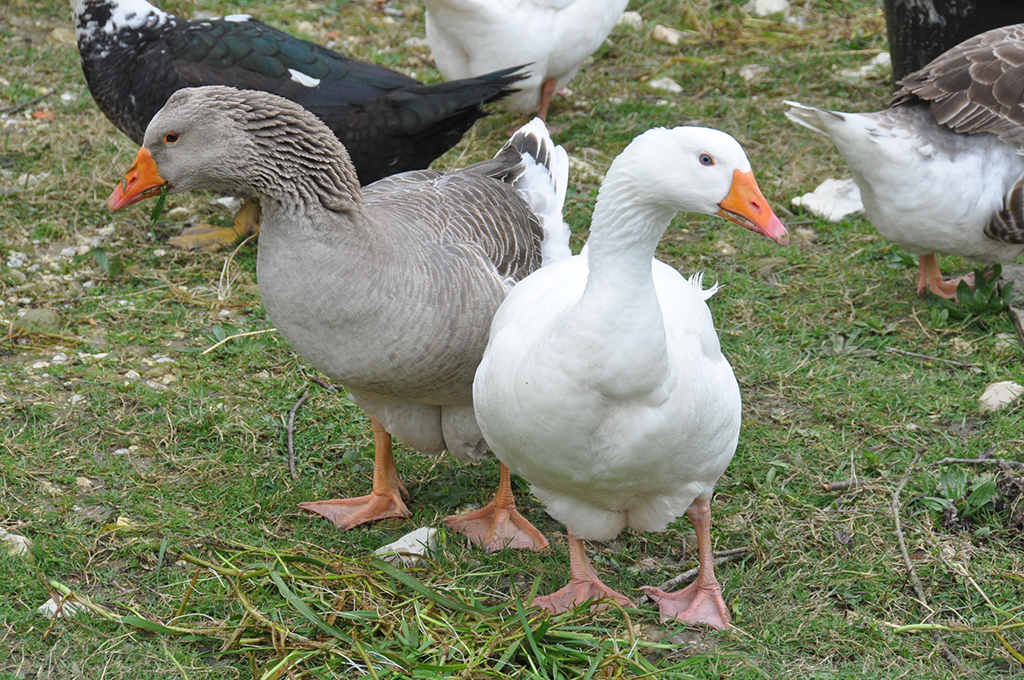 Les canards - La Hardonnerie