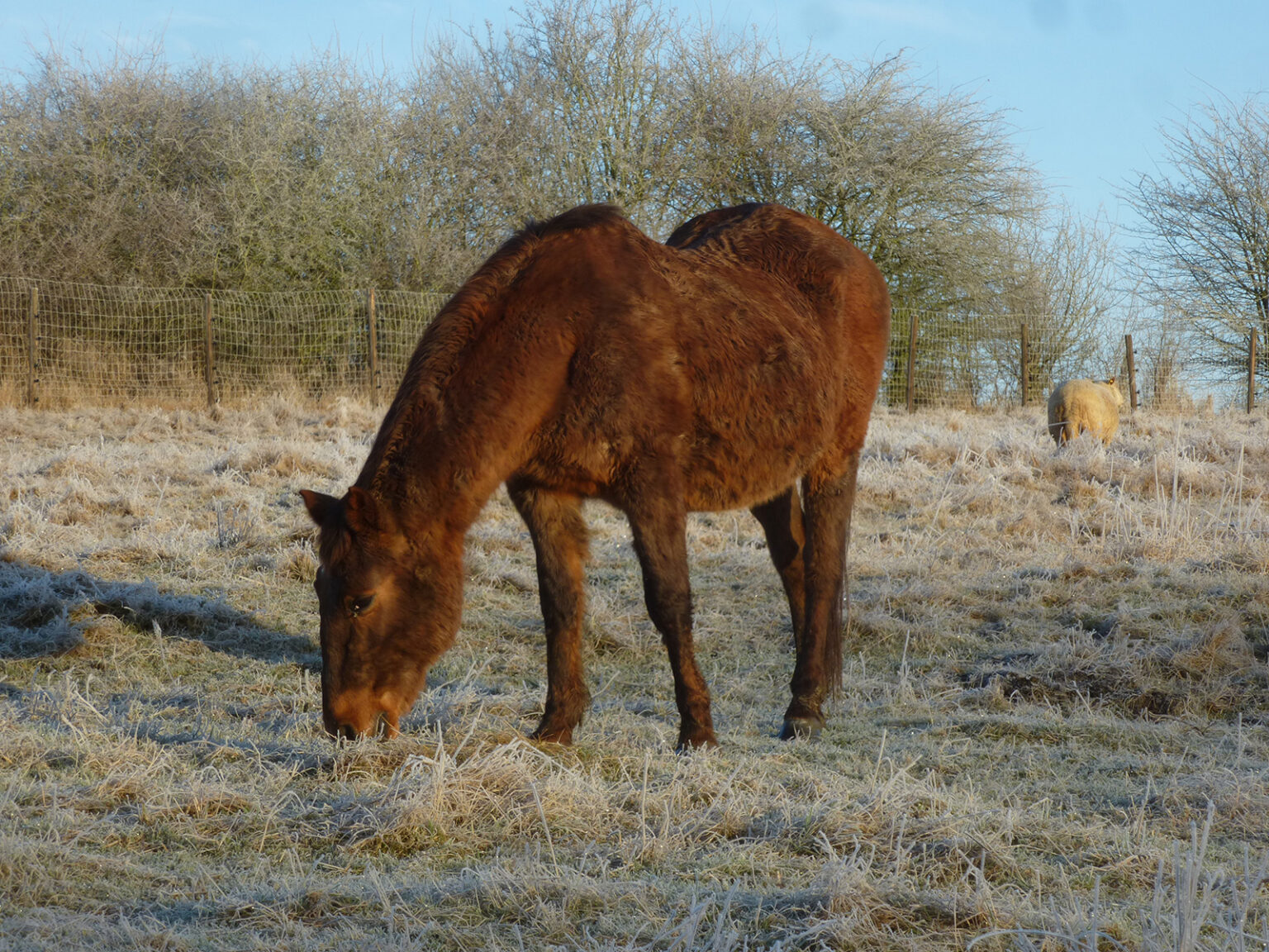 Dicey, la doyenne de la ferme refuge, nous a quittés - La Hardonnerie
